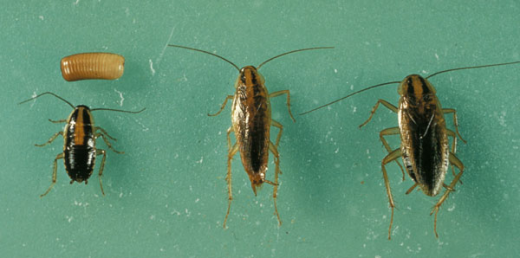 German Cockroaches – Hitman Exterminators